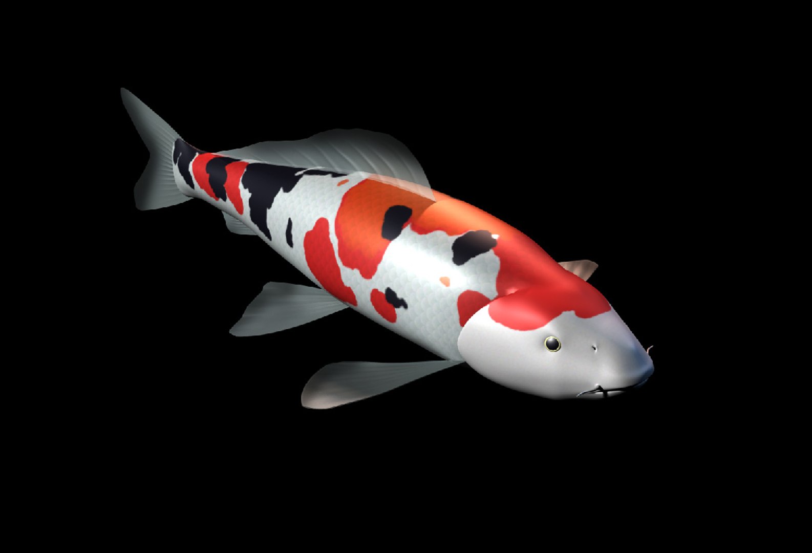 3d Koi Fish