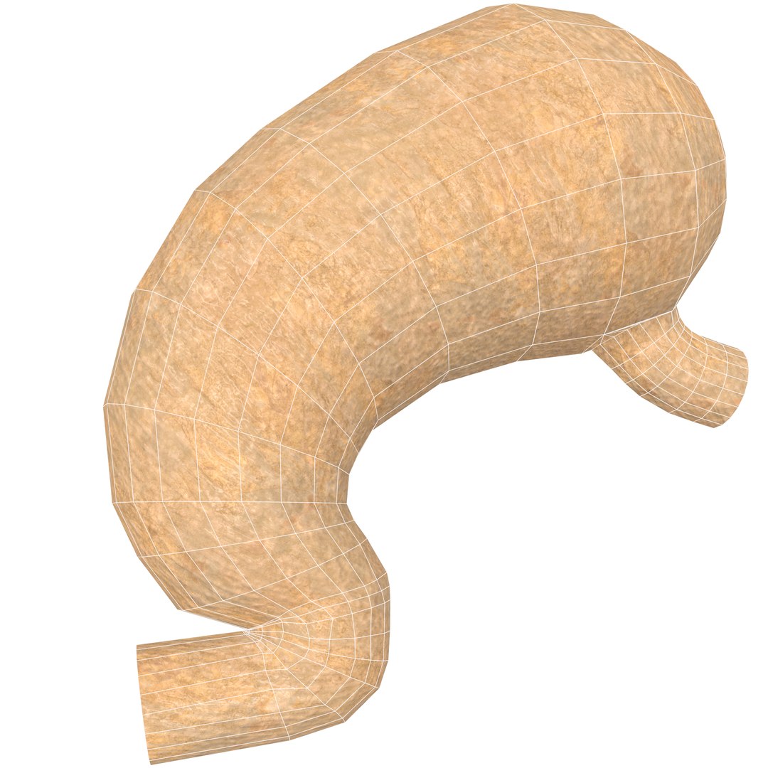 Human Stomach 3D Model - TurboSquid 1489180