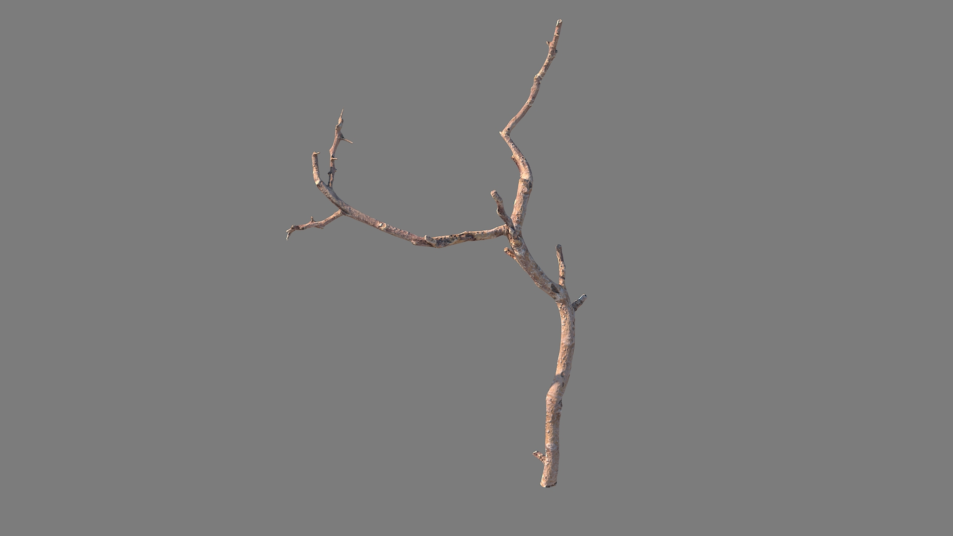Twig Scanned 19 3D - TurboSquid 2088544
