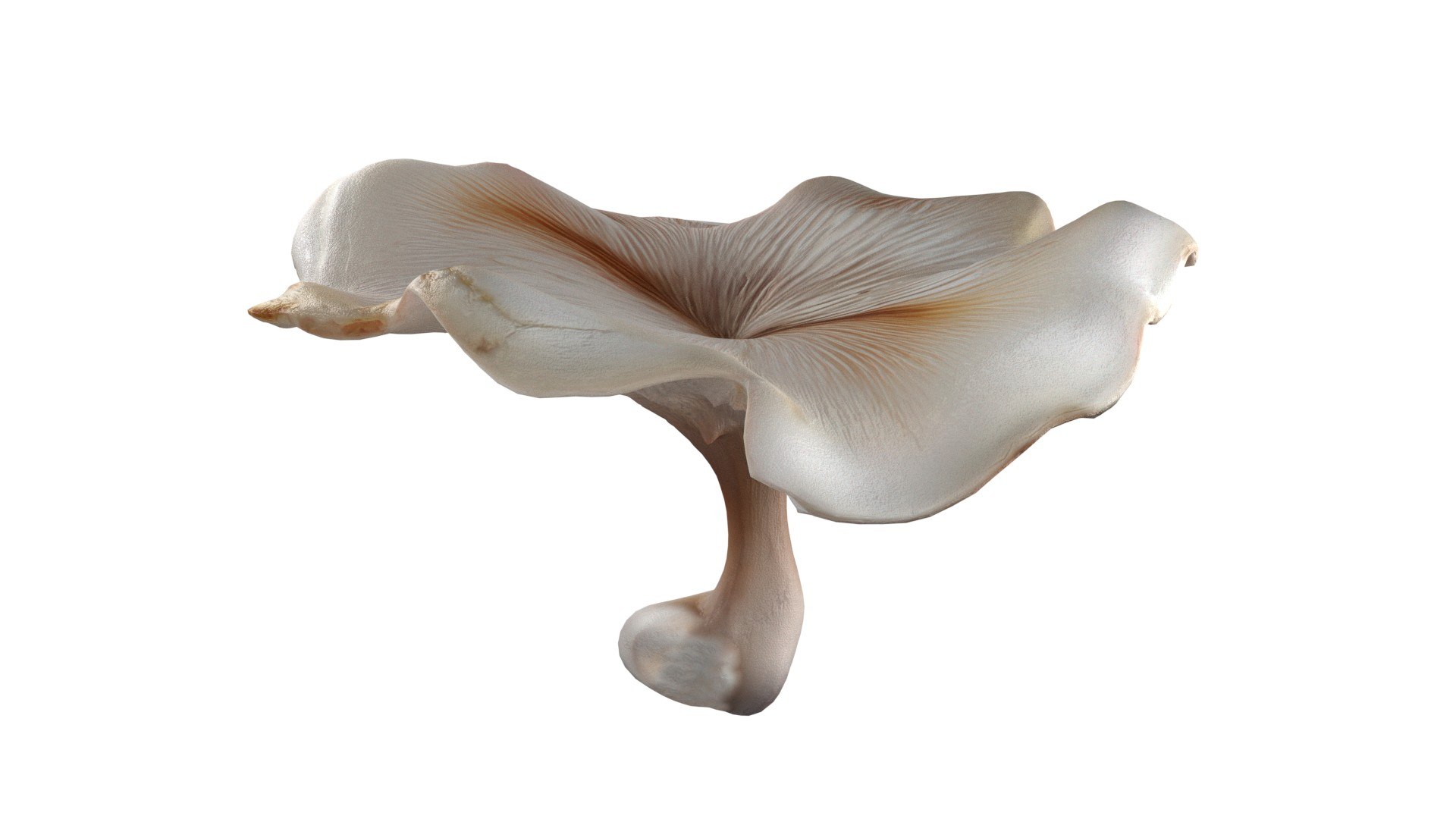 Mushroom 8 3D - TurboSquid 2384676