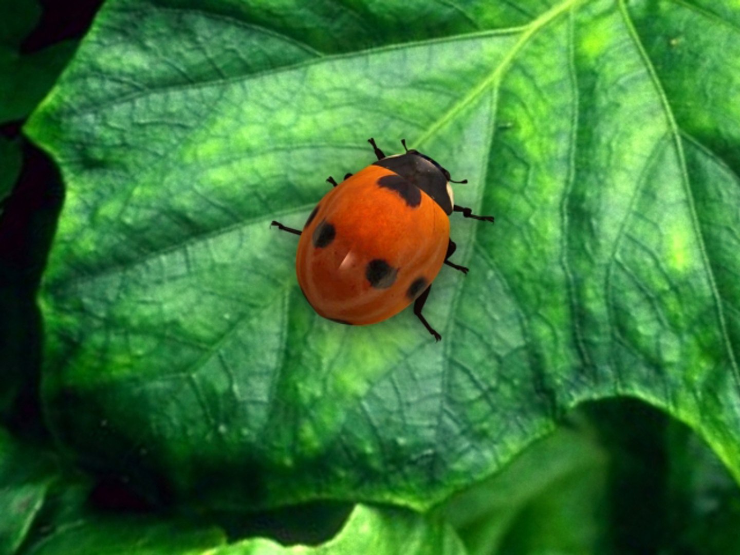 Tenntoumushi 3d Model