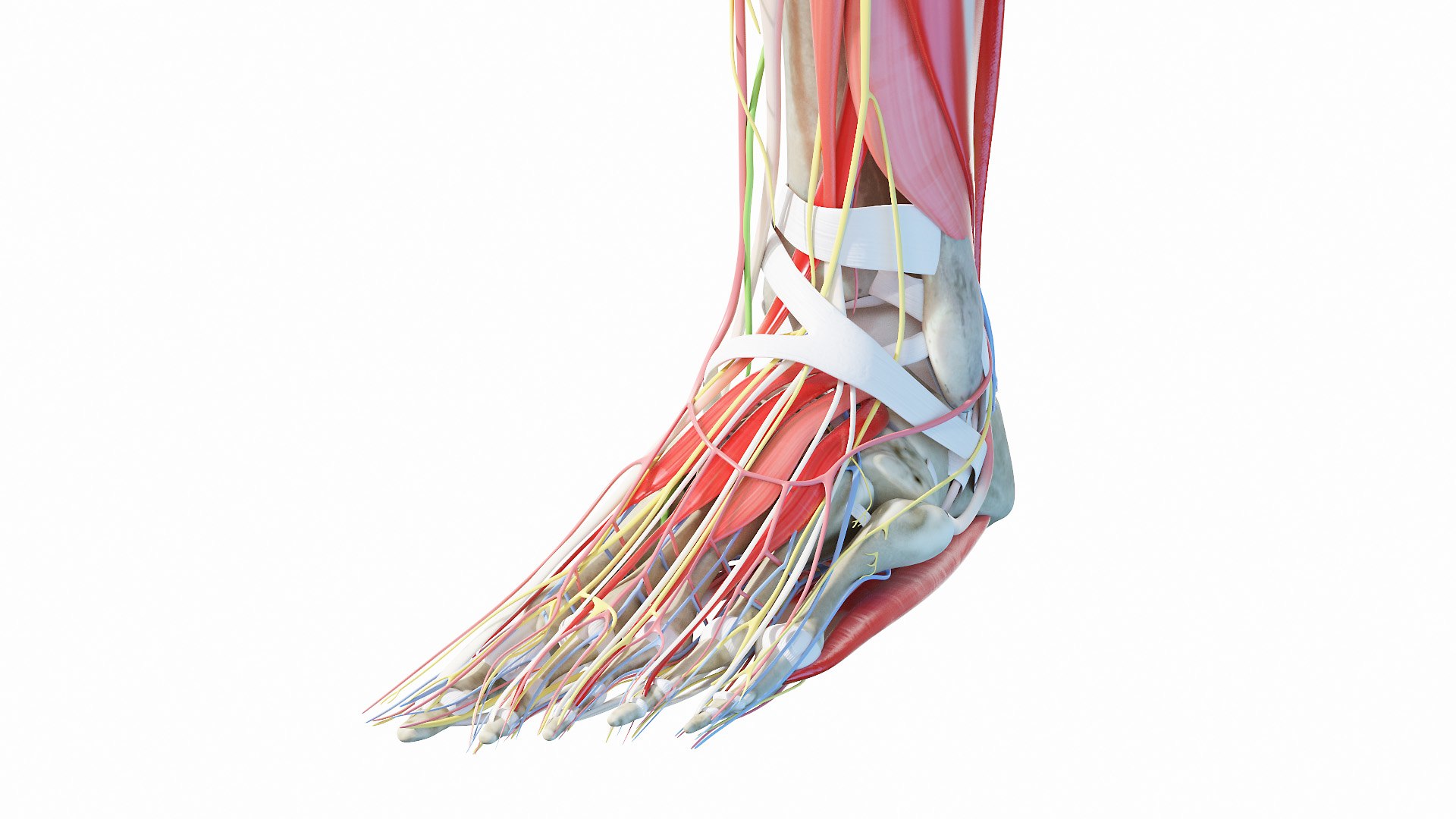 Human Male Leg Anatomy 3D Model - TurboSquid 1737958