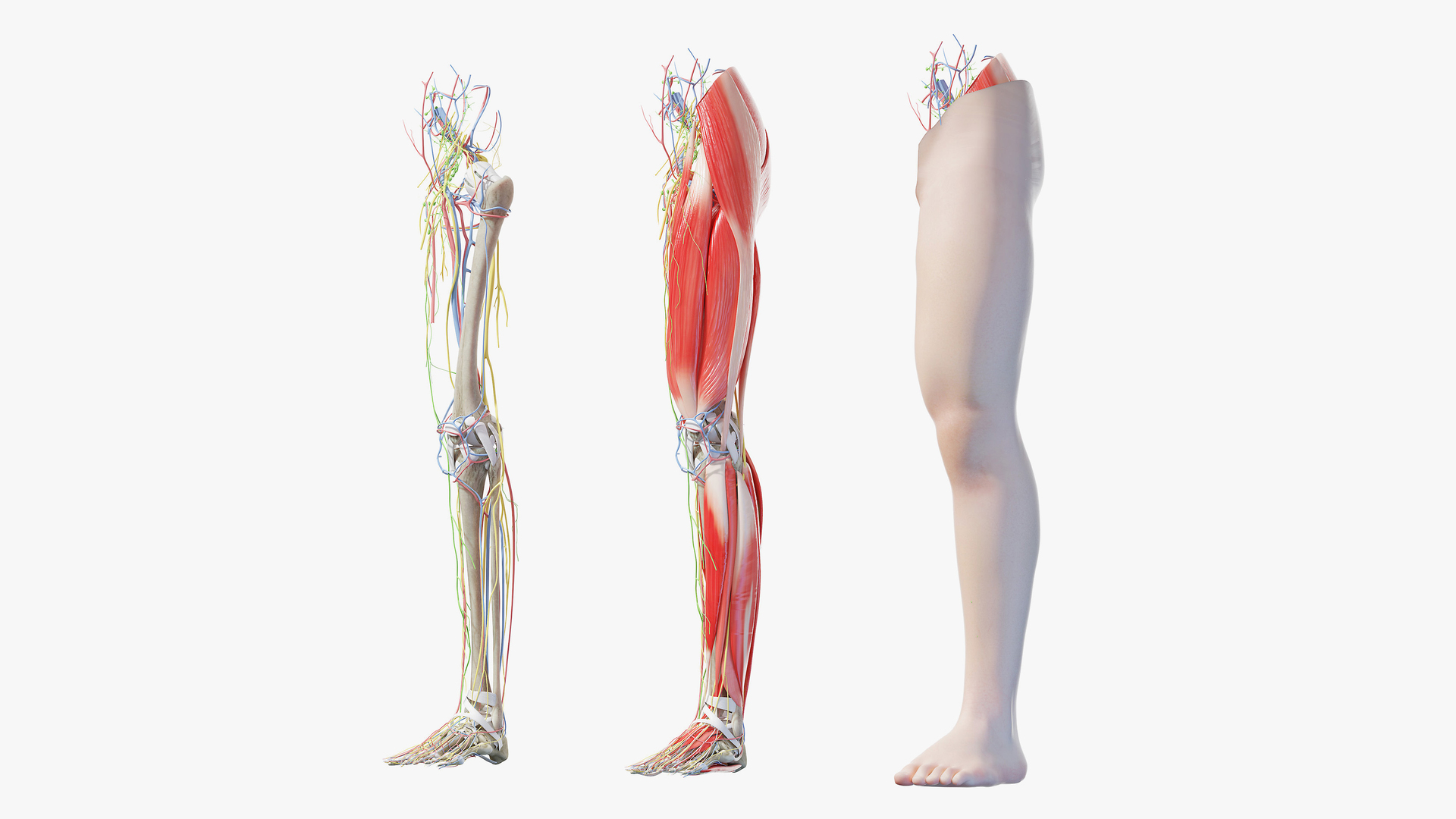 Human Male Leg Anatomy 3D model - TurboSquid 1737958