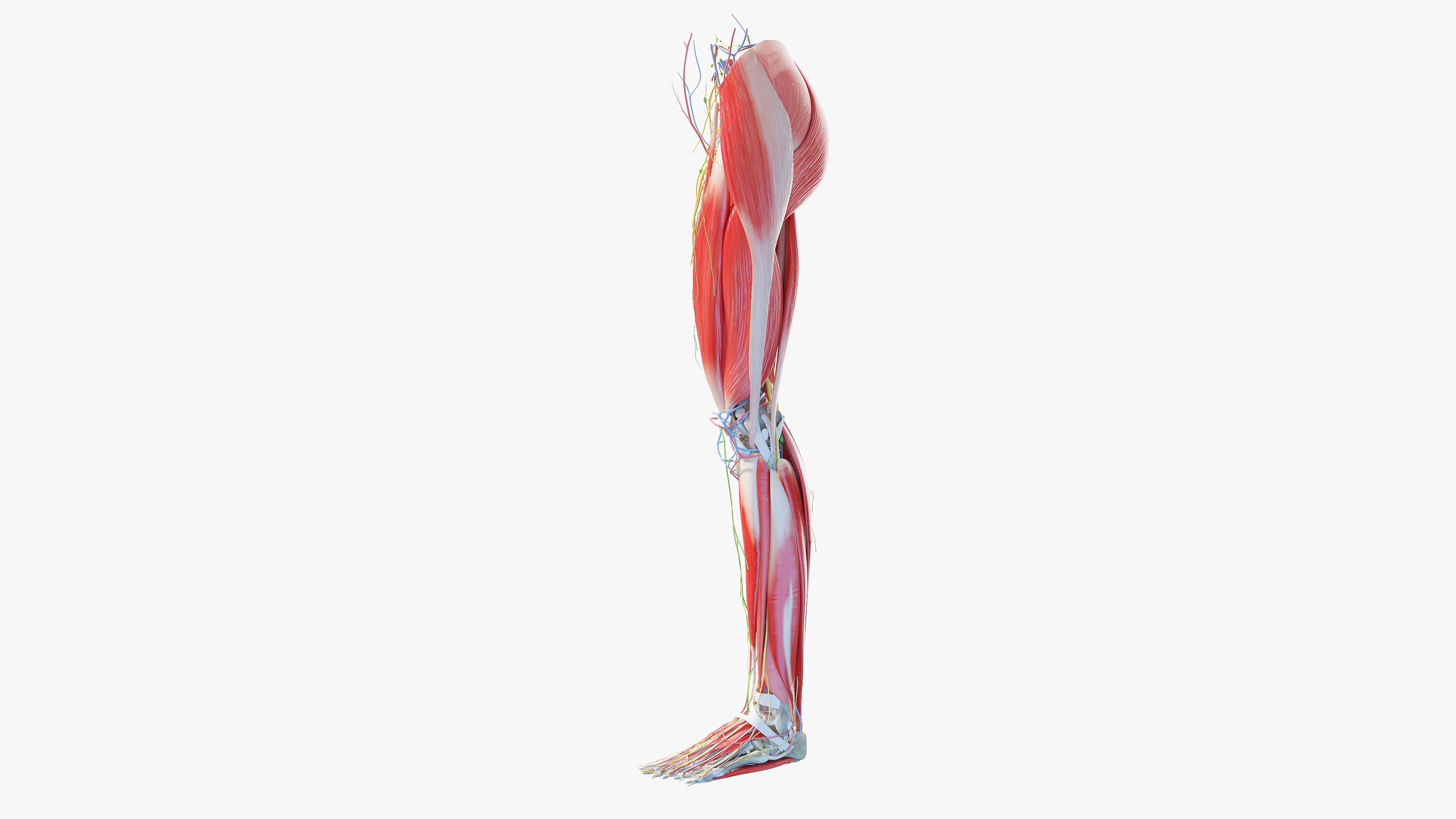 Human Male Leg Anatomy 3D model - TurboSquid 1737958