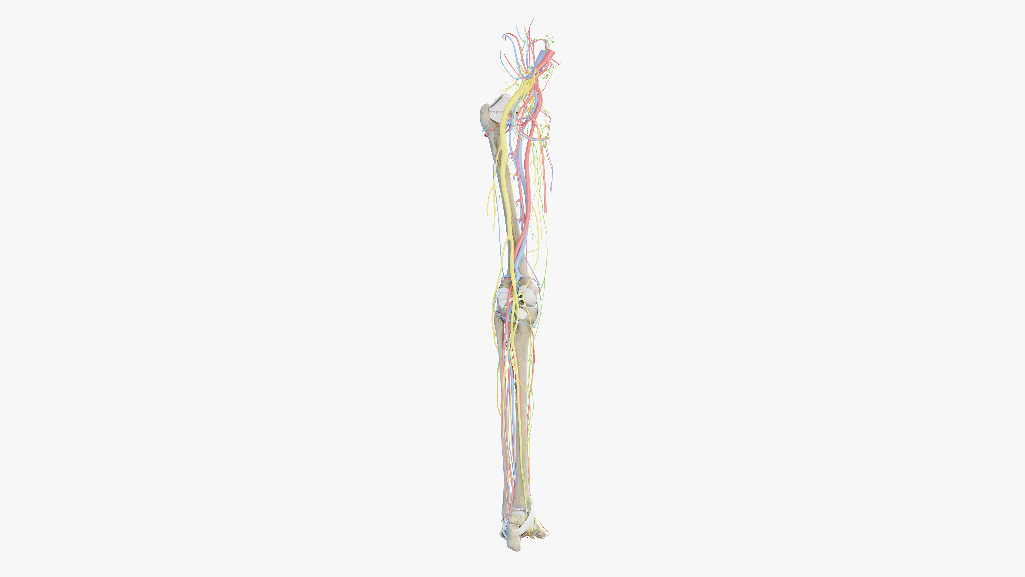 Human Male Leg Anatomy 3D model - TurboSquid 1737958