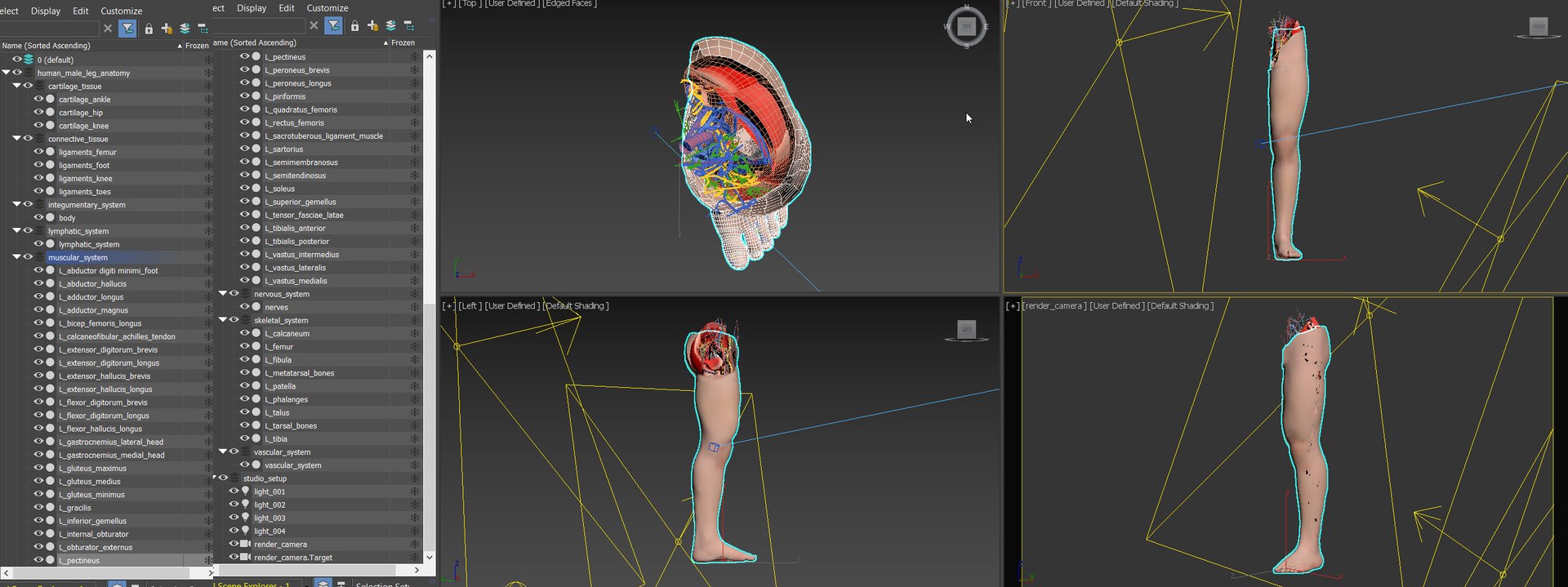 Human Male Leg Anatomy 3D Model - TurboSquid 1737958