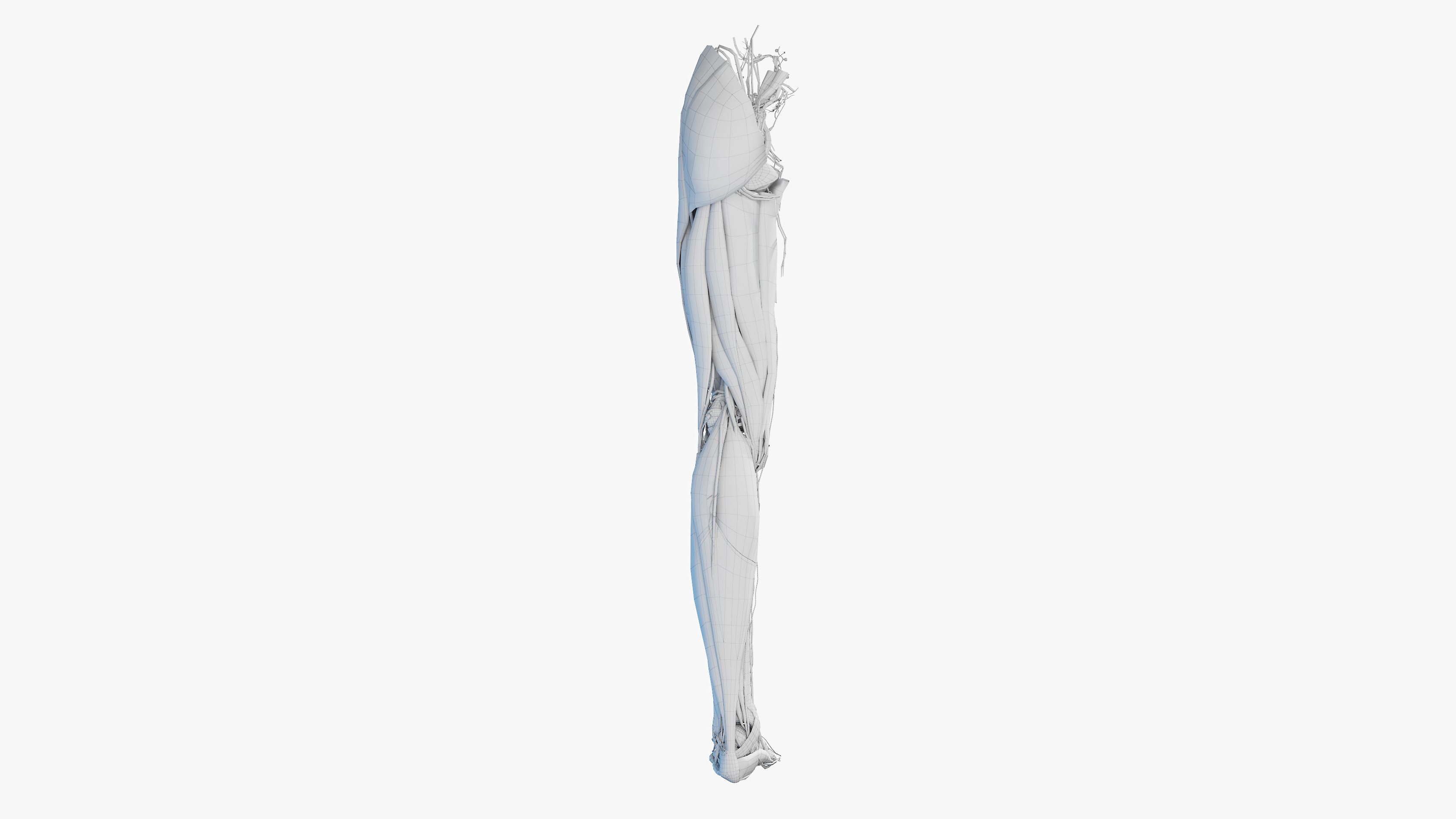 Human Male Leg Anatomy 3D model - TurboSquid 1737958
