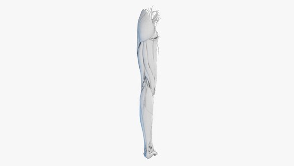 Human Male Leg Anatomy 3D model - TurboSquid 1737958