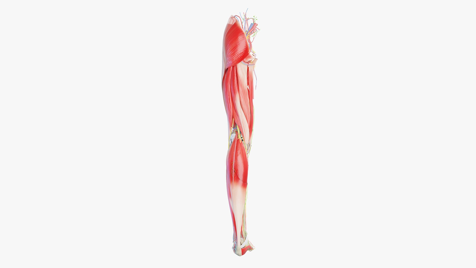 Human Male Leg Anatomy 3D Model - TurboSquid 1737958