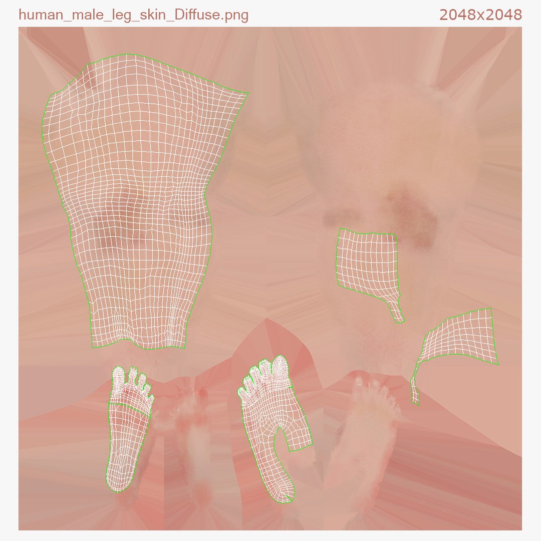 Human Male Leg Anatomy 3D Model - TurboSquid 1737958