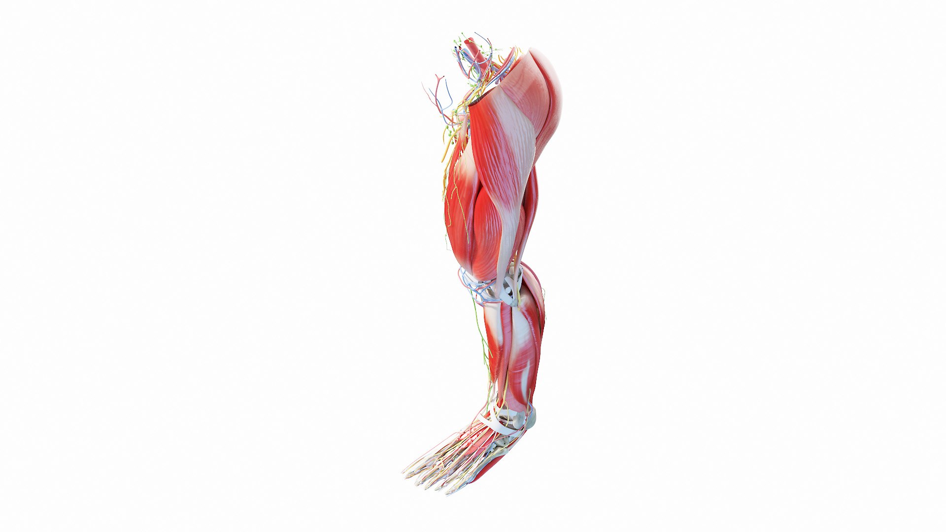 Human Male Leg Anatomy 3D Model - TurboSquid 1737958
