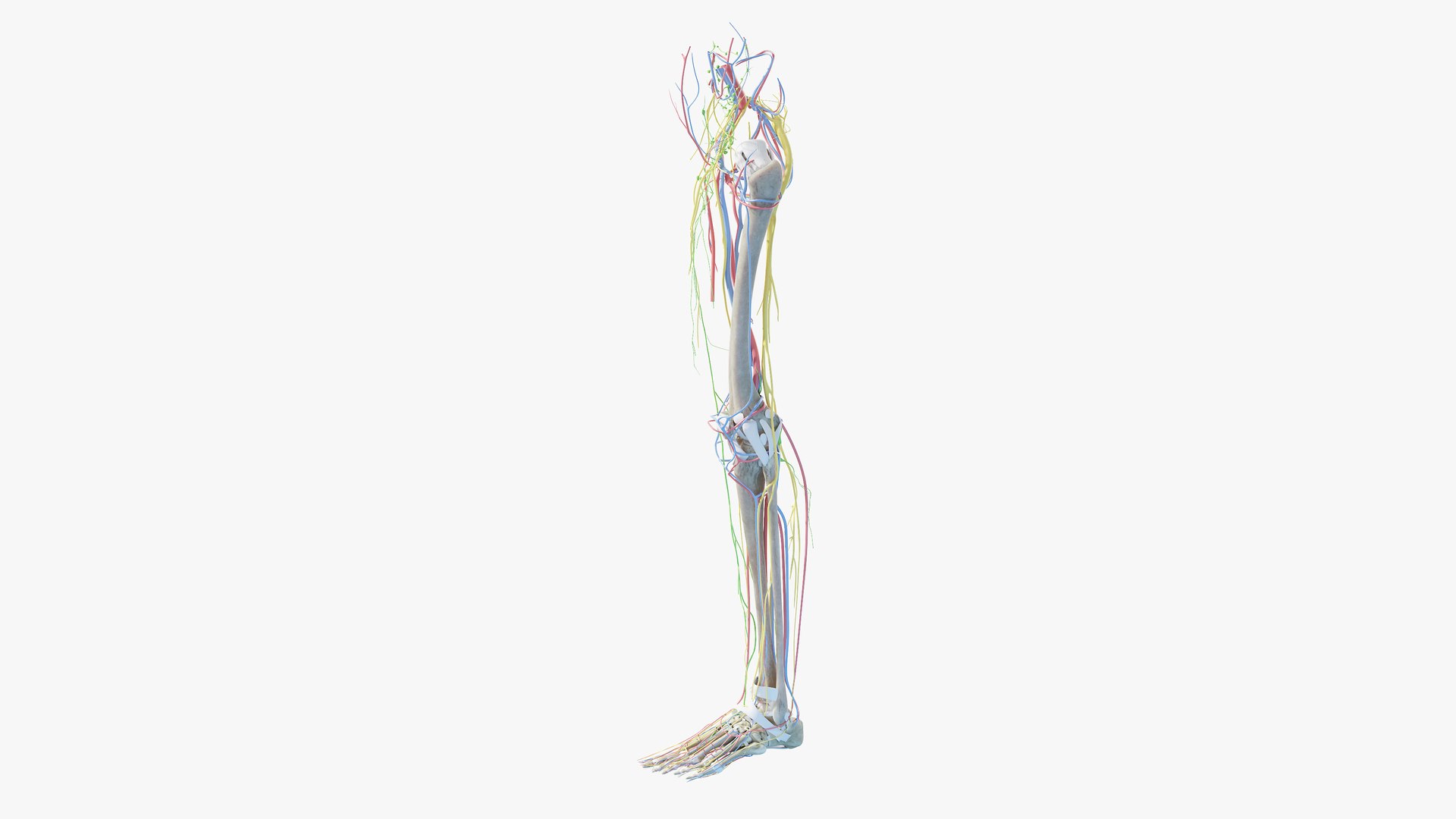Human Male Leg Anatomy 3D Model - TurboSquid 1737958