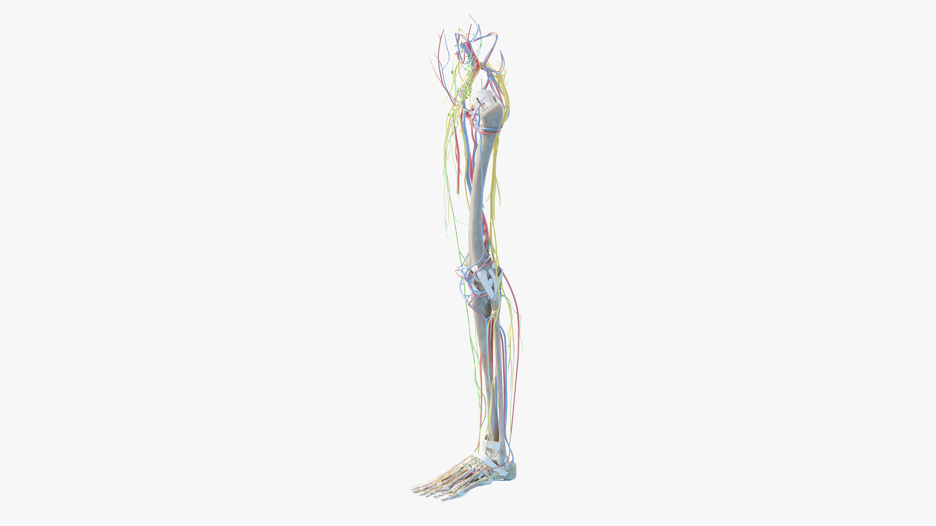 Human Male Leg Anatomy 3D model - TurboSquid 1737958
