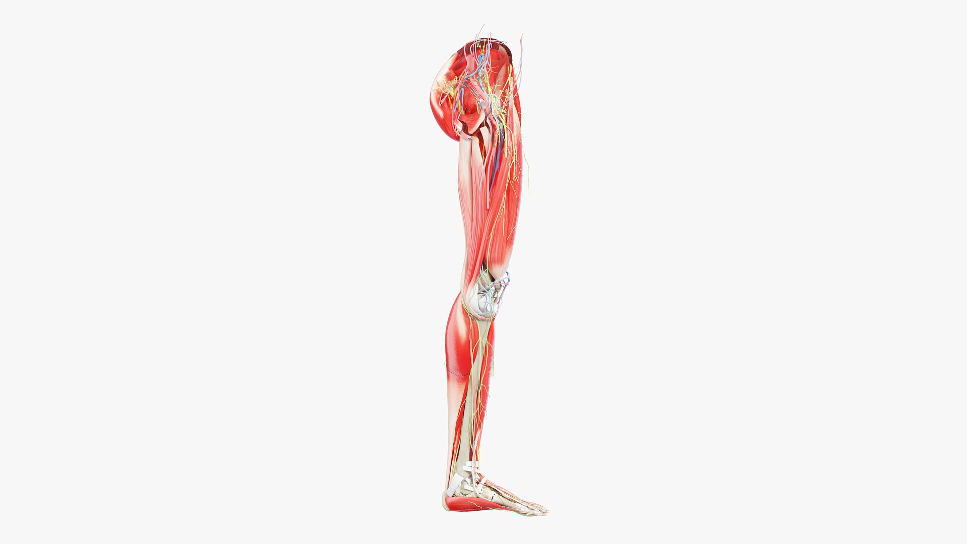 Human Male Leg Anatomy 3D Model - TurboSquid 1737958