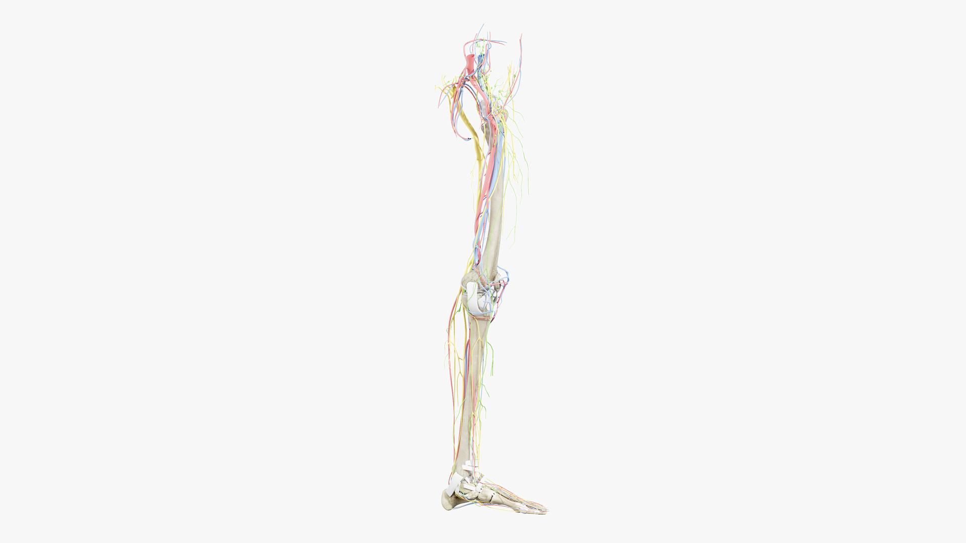Human Male Leg Anatomy 3D model - TurboSquid 1737958