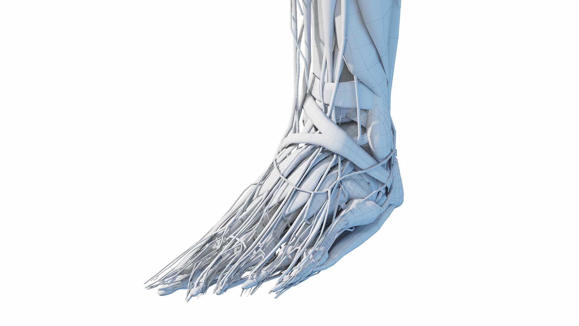 Human Male Leg Anatomy 3D Model - TurboSquid 1737958