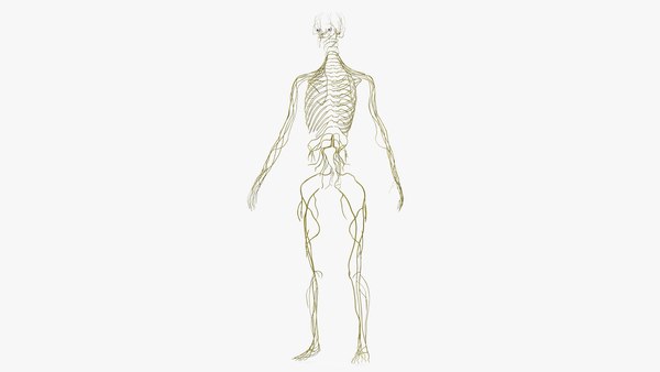 modelo 3d Sistema Nervioso Femenino - TurboSquid 1856073