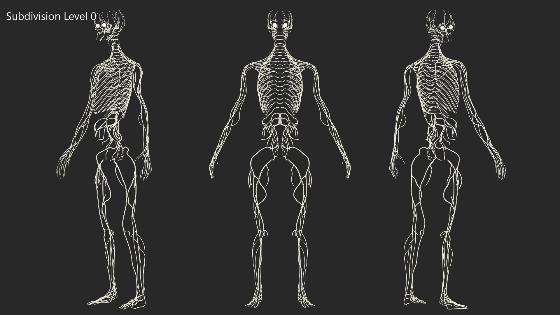 3D Female Nervous System - TurboSquid 1856073