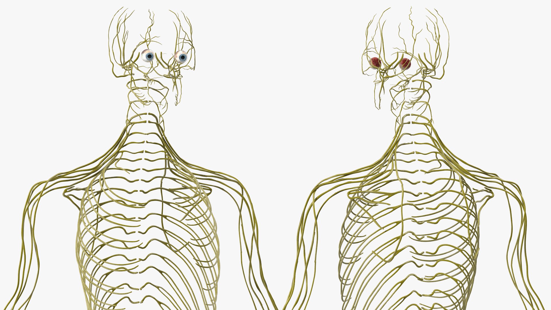 3D Female Nervous System - TurboSquid 1856073