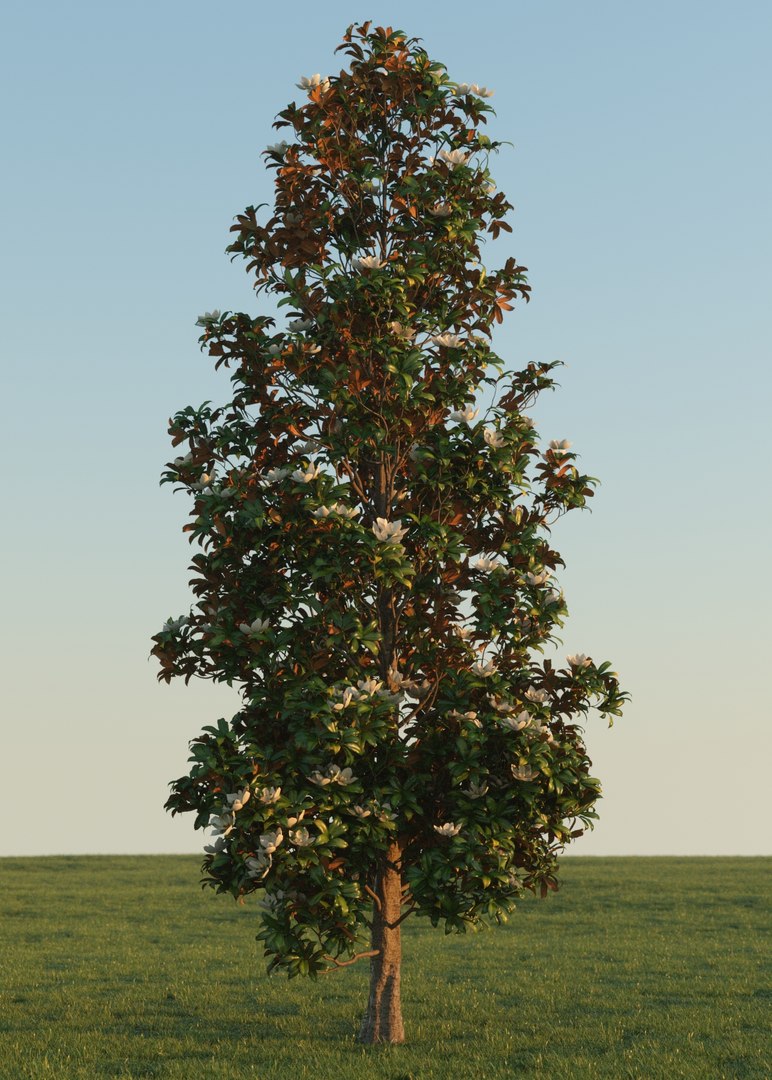 3d magnolia tree leafs model