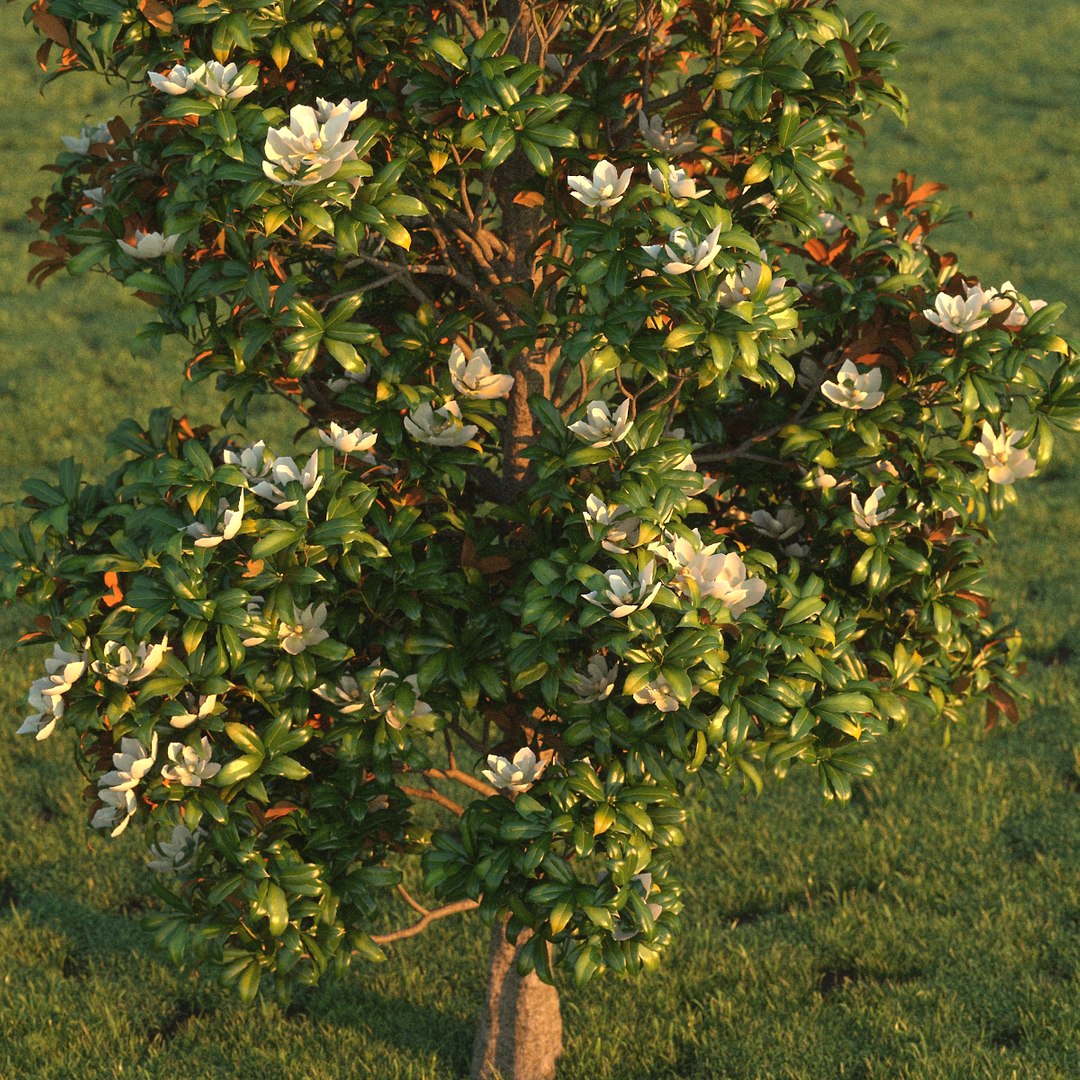 3d magnolia tree leafs model