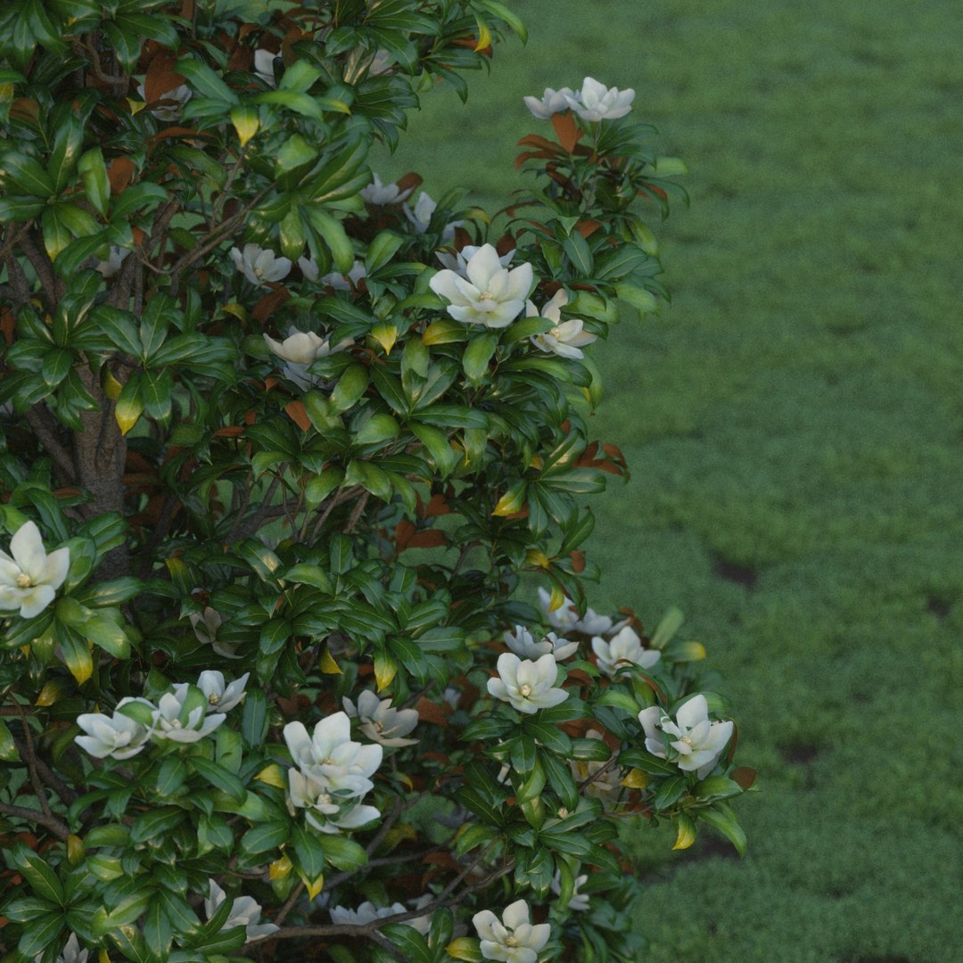 3d magnolia tree leafs model