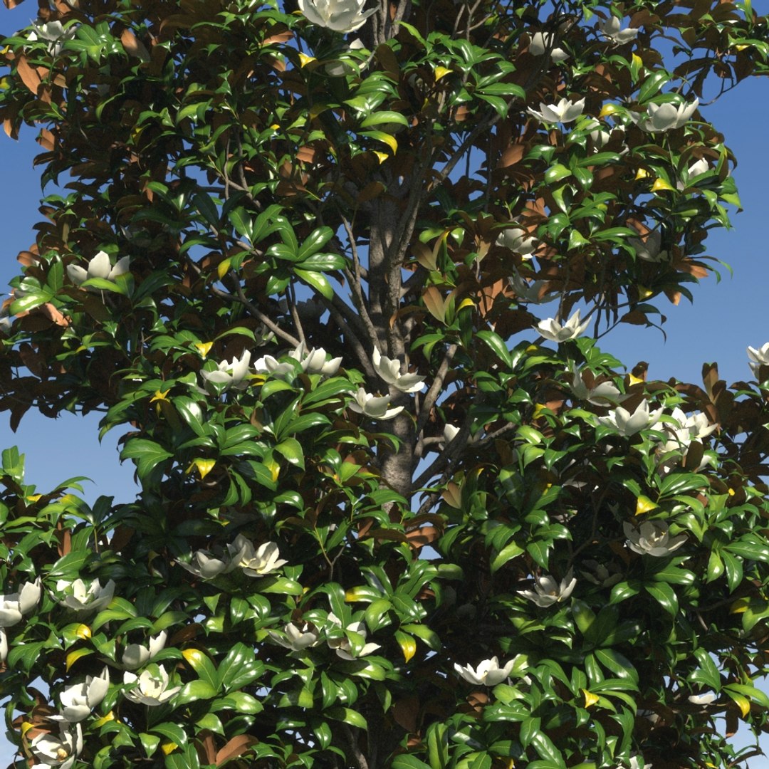 3d magnolia tree leafs model