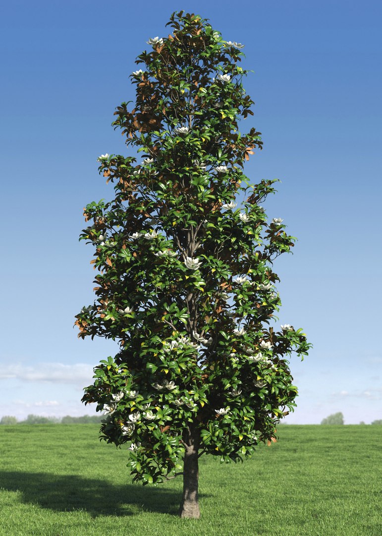 3d magnolia tree leafs model