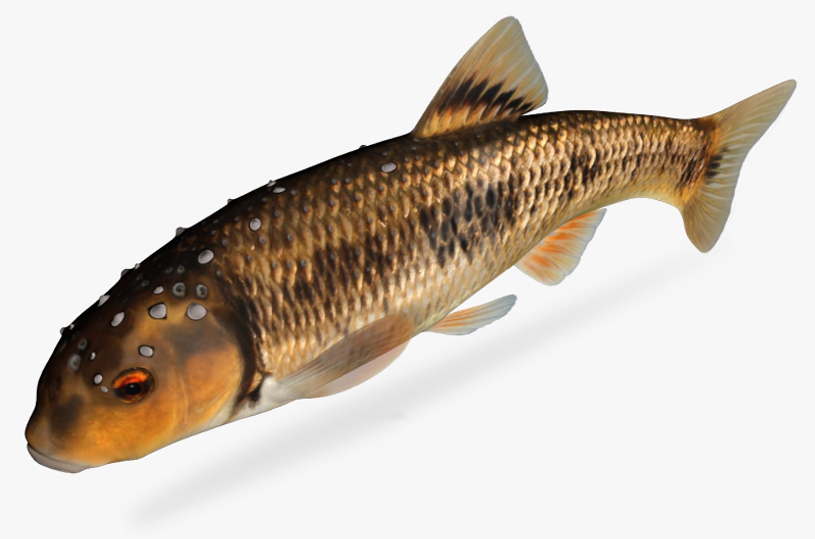 campostoma oligolepis largescale stoneroller x