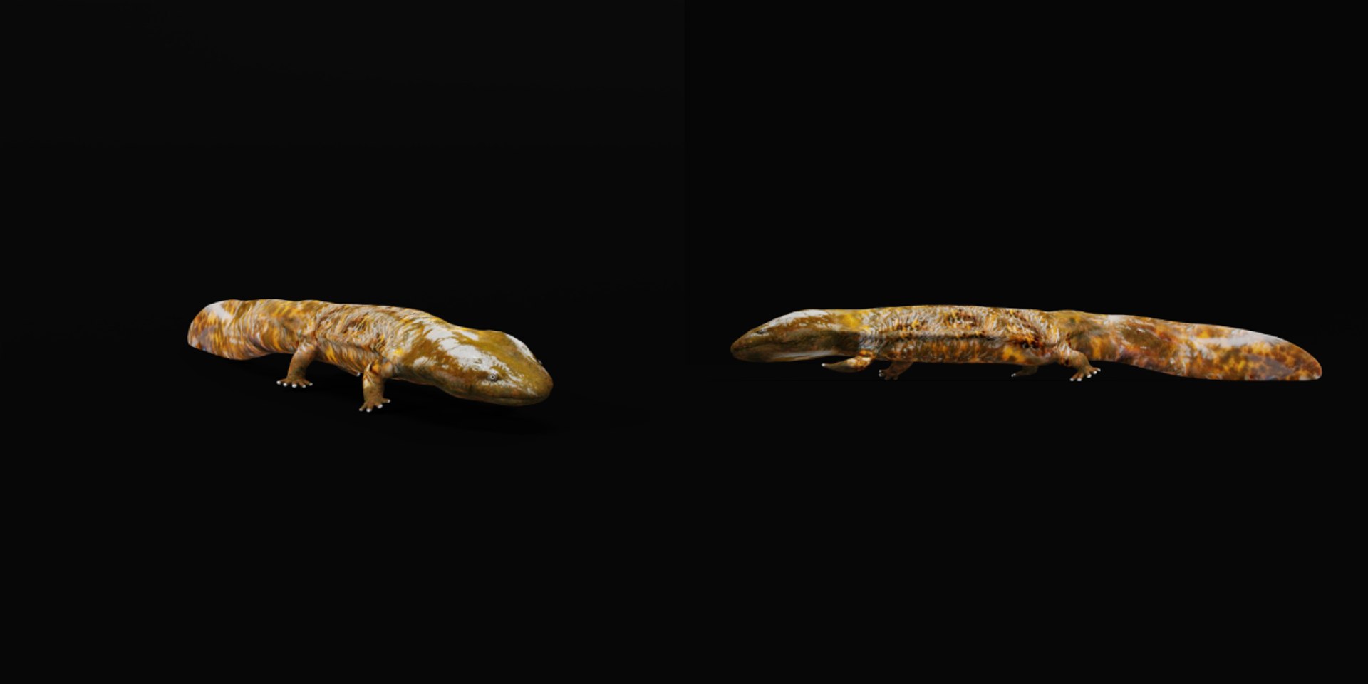 Hellbender Salamander 3D Model - TurboSquid 2377099