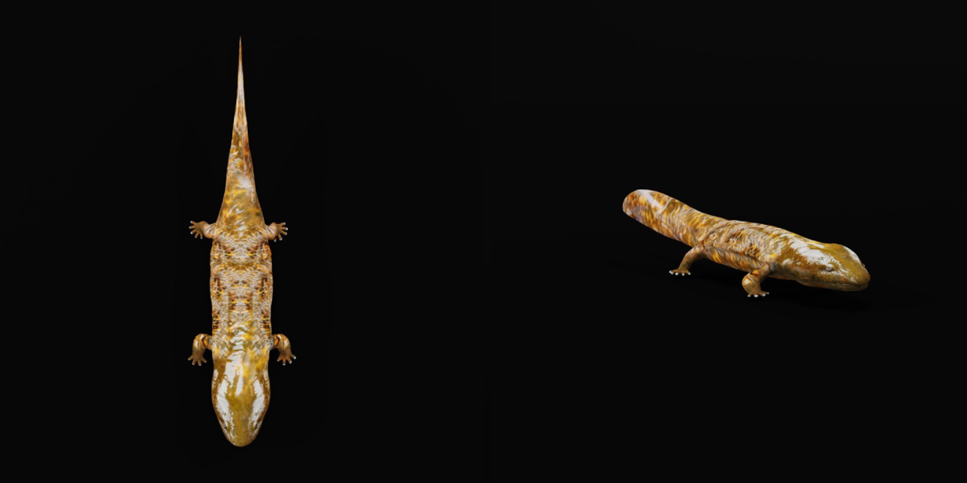 Hellbender Salamander 3D Model - TurboSquid 2377099