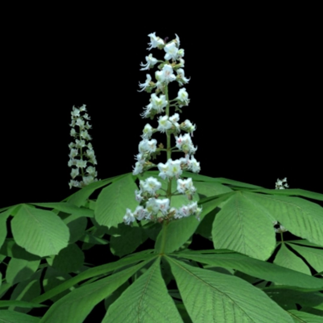 3d Model Leaf Inflorescence Chestnut Tree