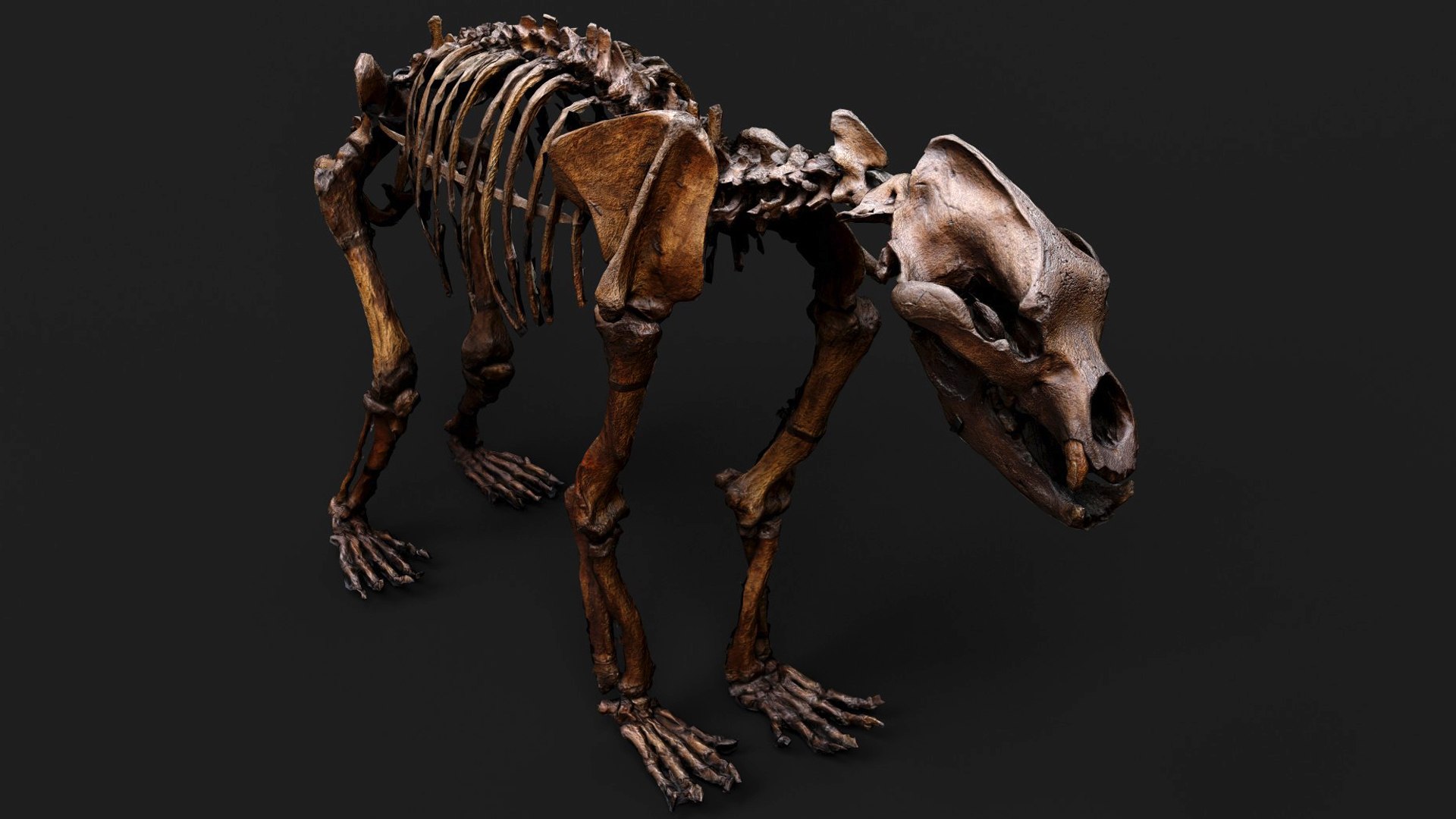 Skeleton Prehistoric Animal Model PBR Photogrammetry 3D Model ...