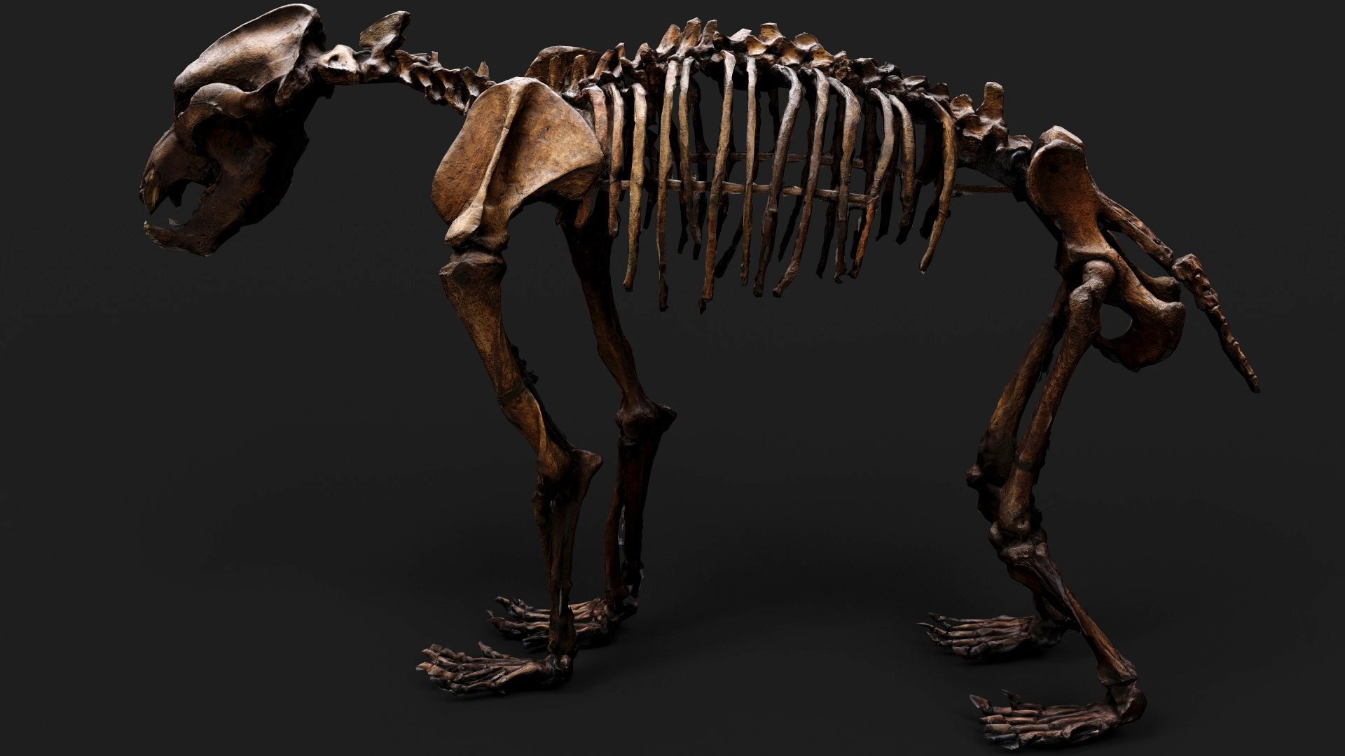 Skeleton Prehistoric Animal Model PBR Photogrammetry 3D Model ...