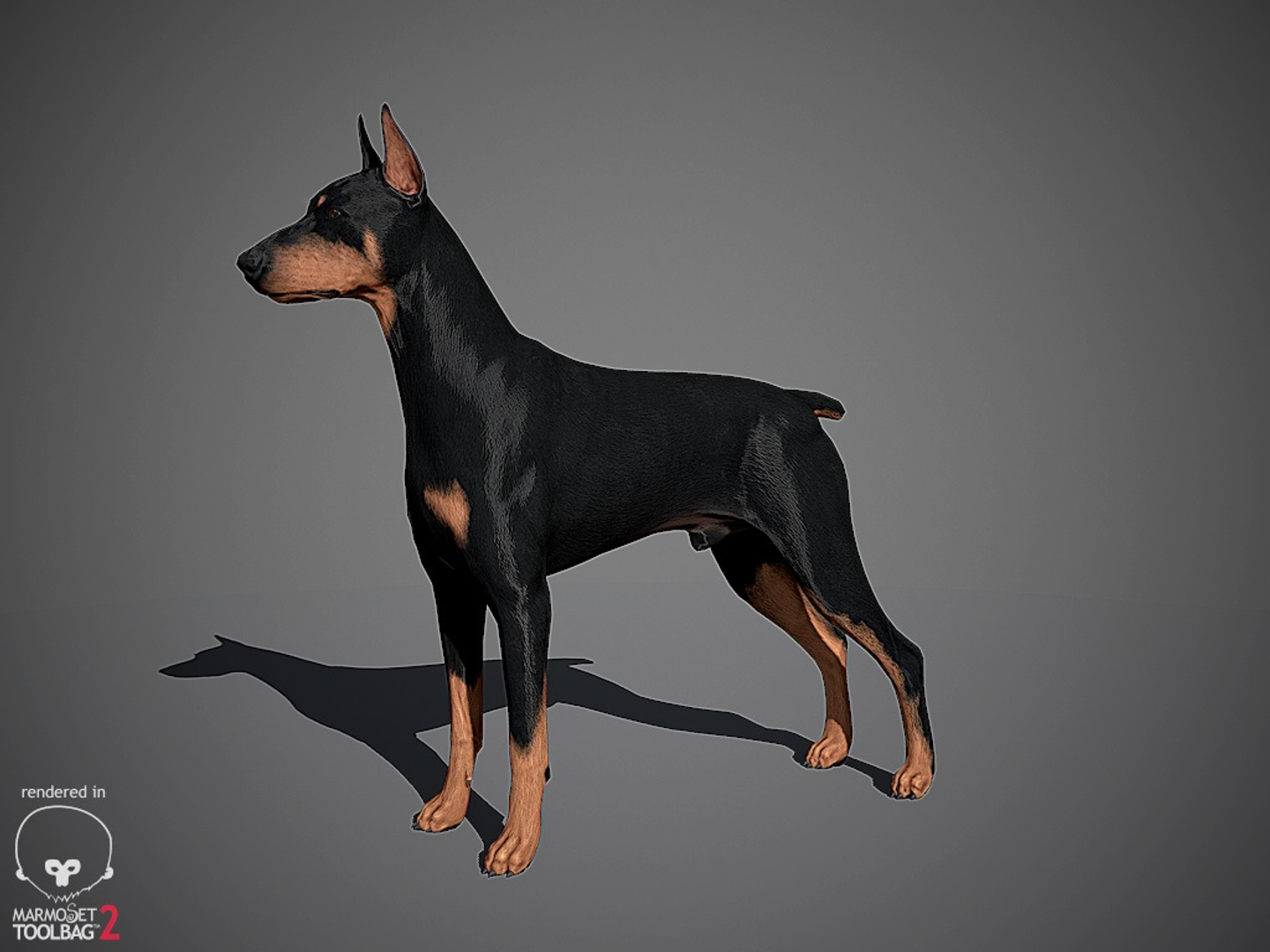 3d Doberman Pinscher Real-time Real Time Model