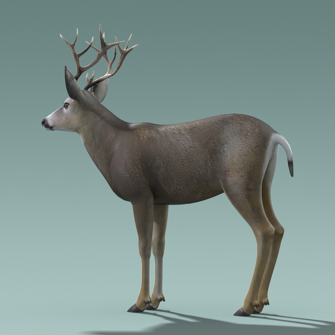 3d mule deer stag rigged model