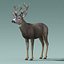 3d Mule Deer Stag Rigged Model