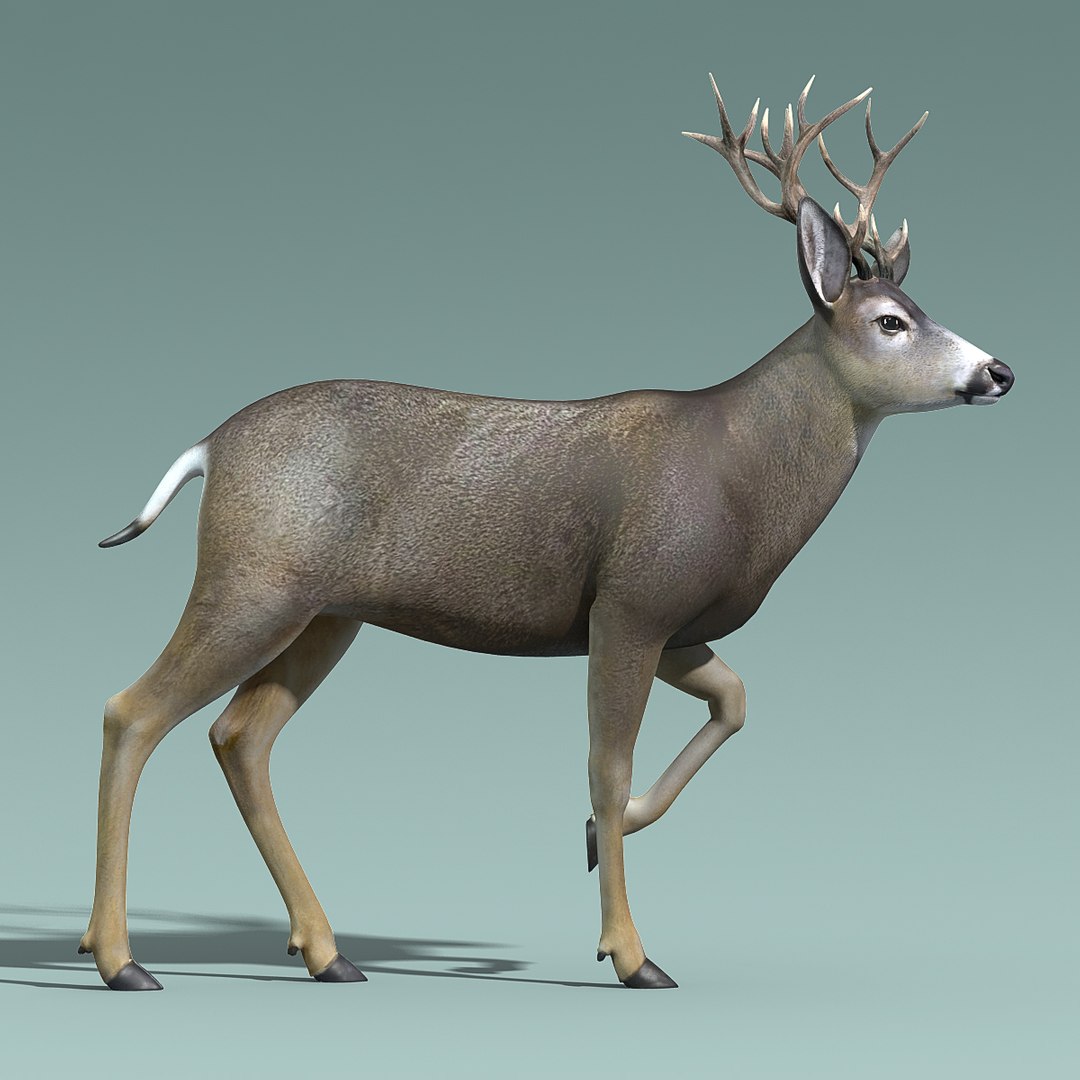 3d Mule Deer Stag Rigged Model