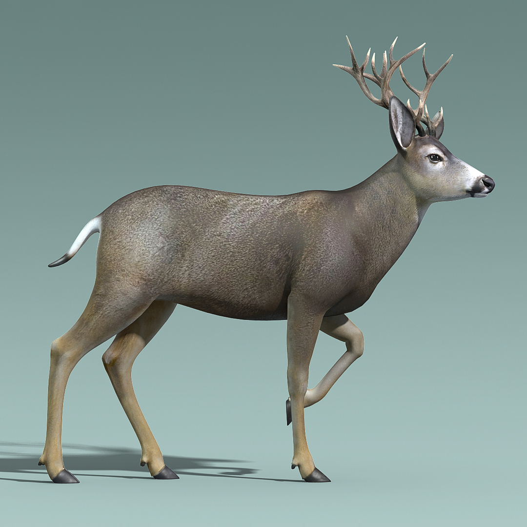 3d mule deer stag rigged model
