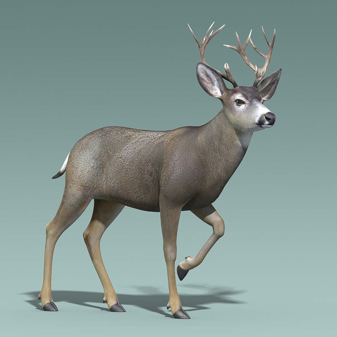 3d mule deer stag rigged model