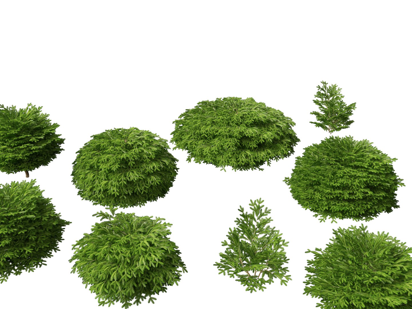 3D Picea Abies Nidiformis - Norway Spruce Model - TurboSquid 2140597