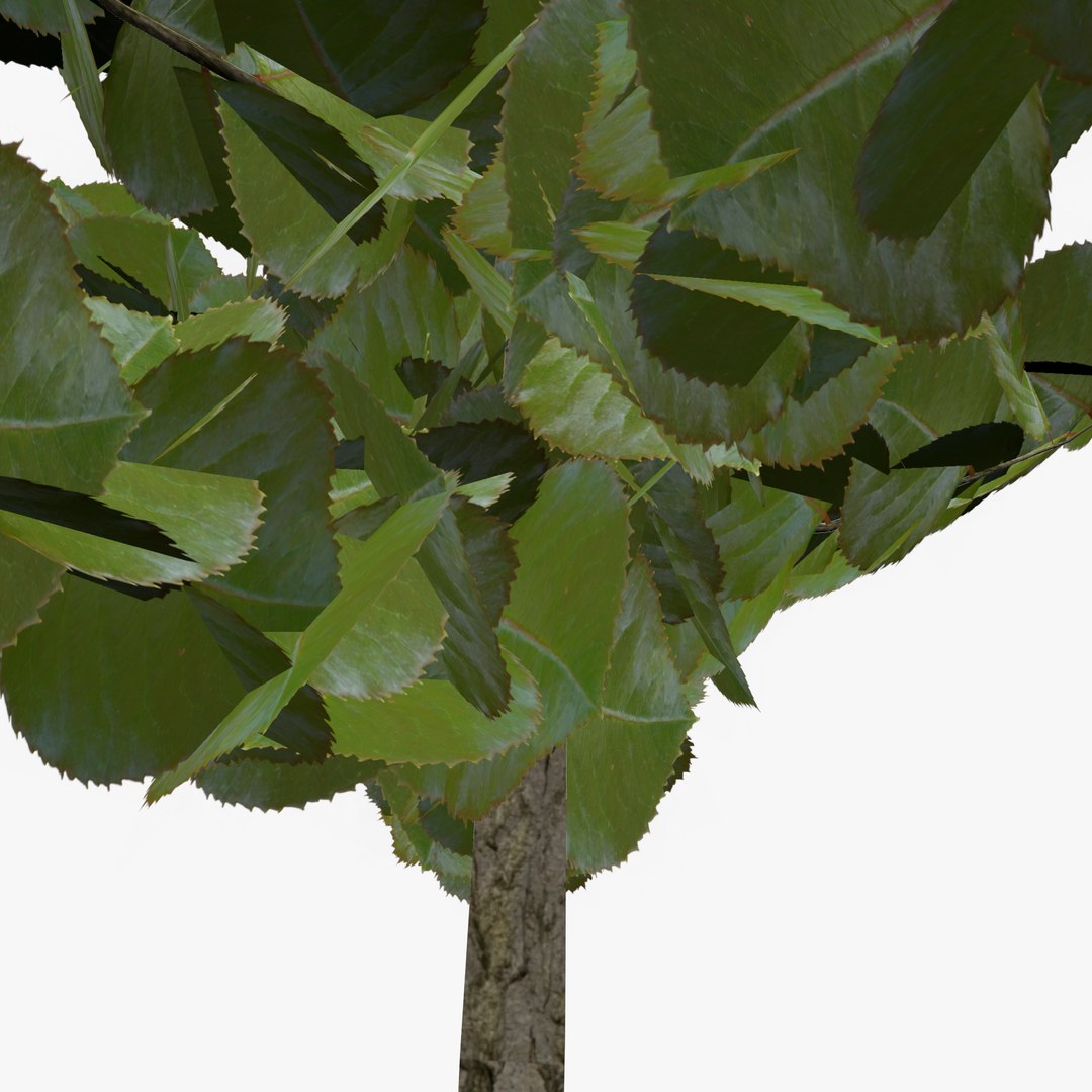 Free 3ds Model Tree