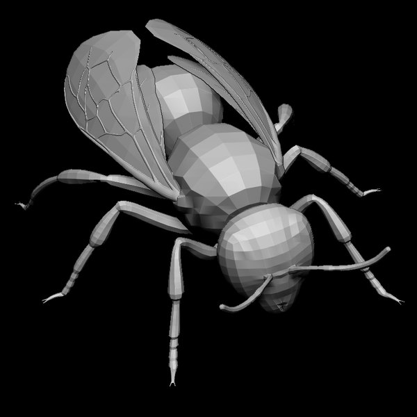 Honey Bee Base Mesh 2019 3D-Modell - TurboSquid 1431435