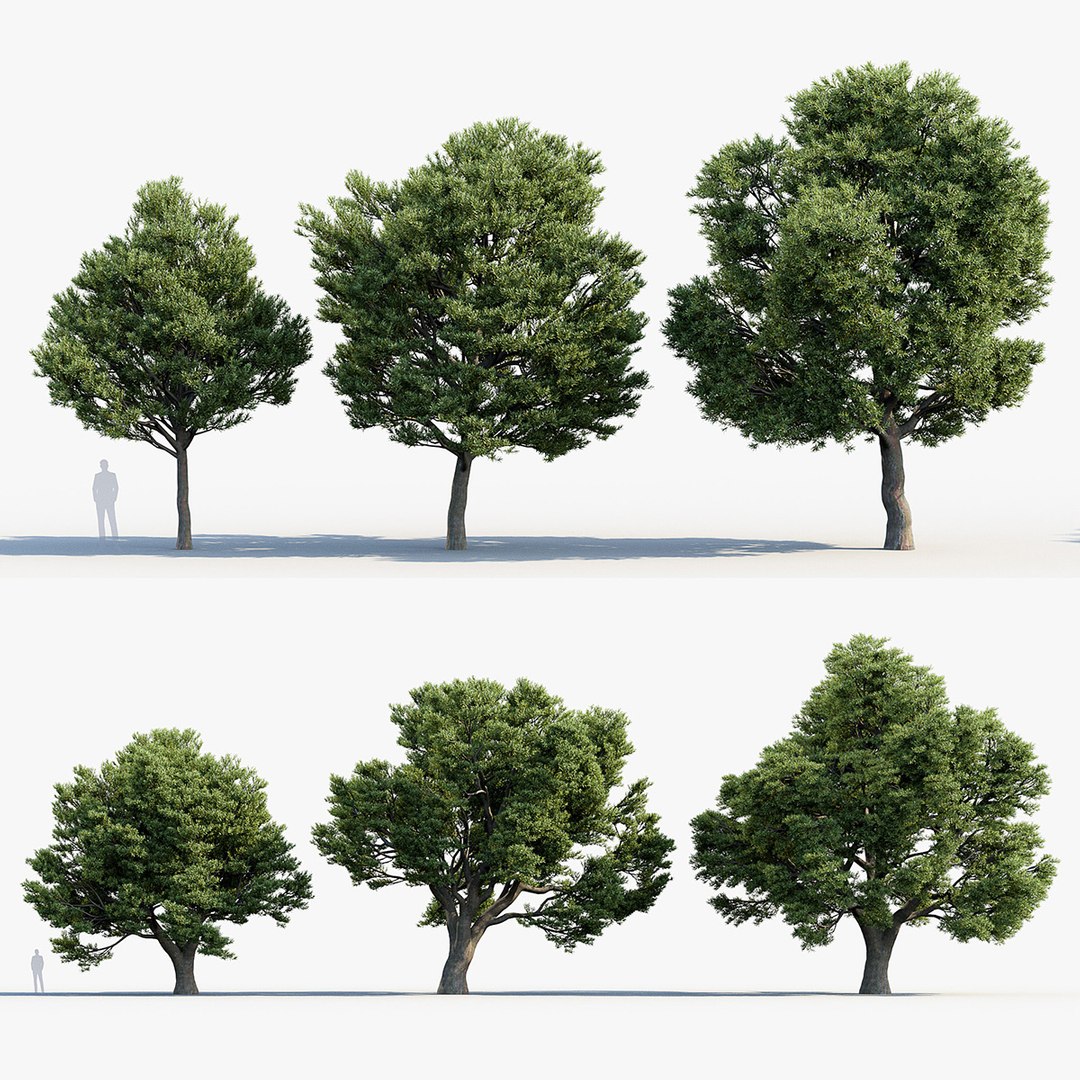 Podocarpus Totara Evergreen Tree 3D Model - TurboSquid 2050186
