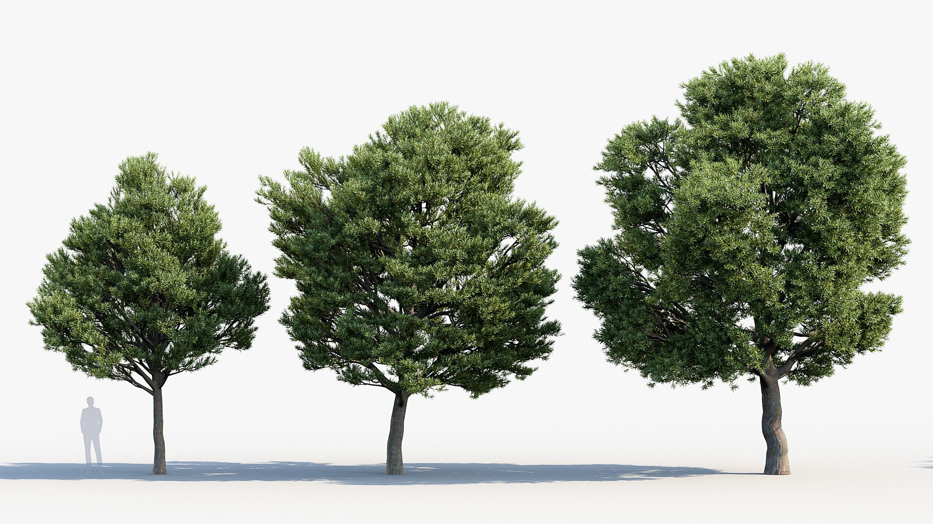 Podocarpus Totara Evergreen Tree 3D Model - TurboSquid 2050186