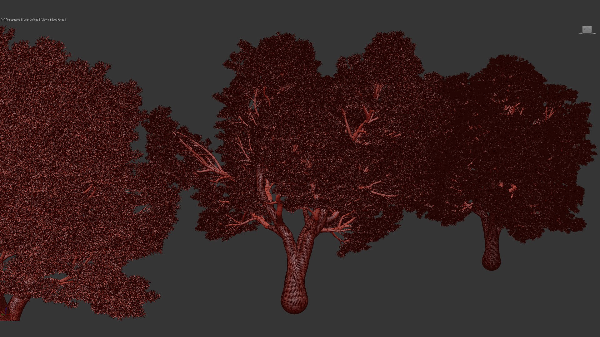 Podocarpus Totara Evergreen Tree 3D Model - TurboSquid 2050186