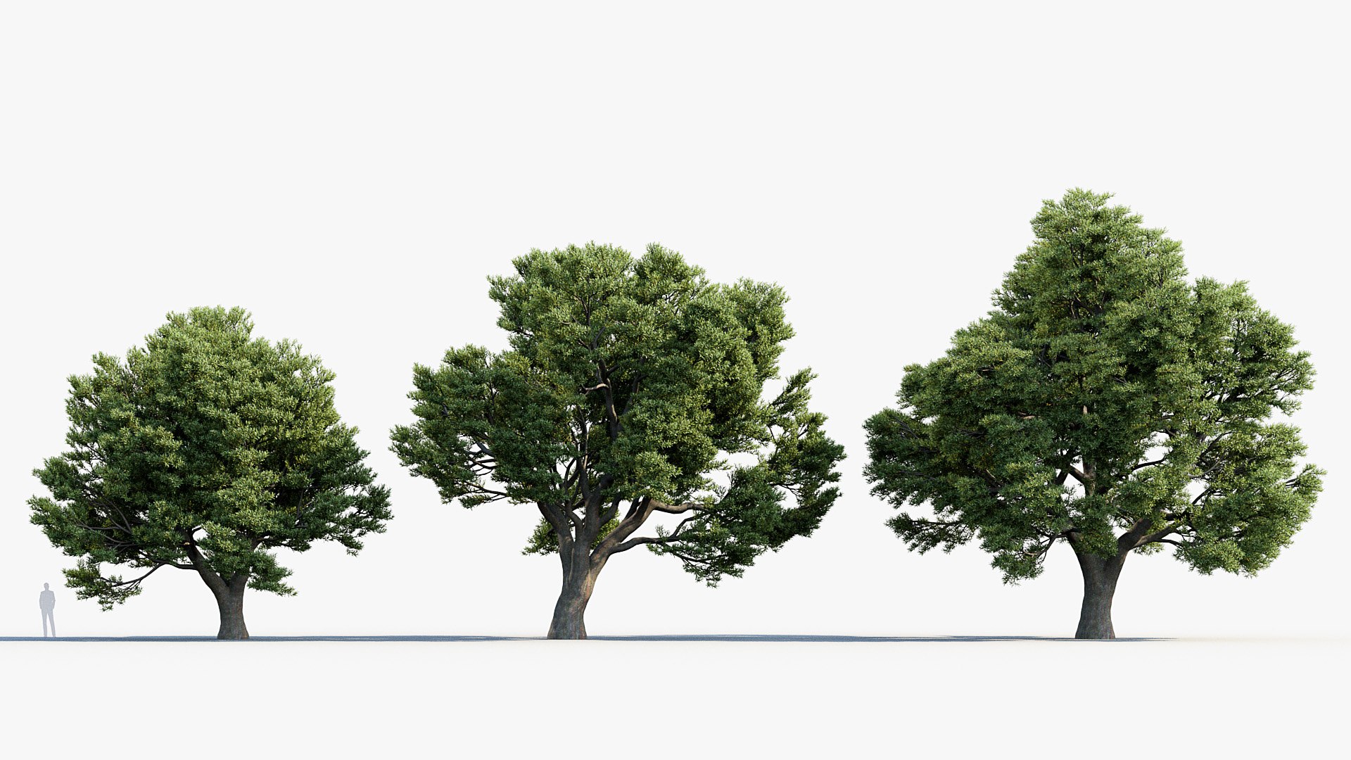 Podocarpus Totara Evergreen Tree 3D Model - TurboSquid 2050186