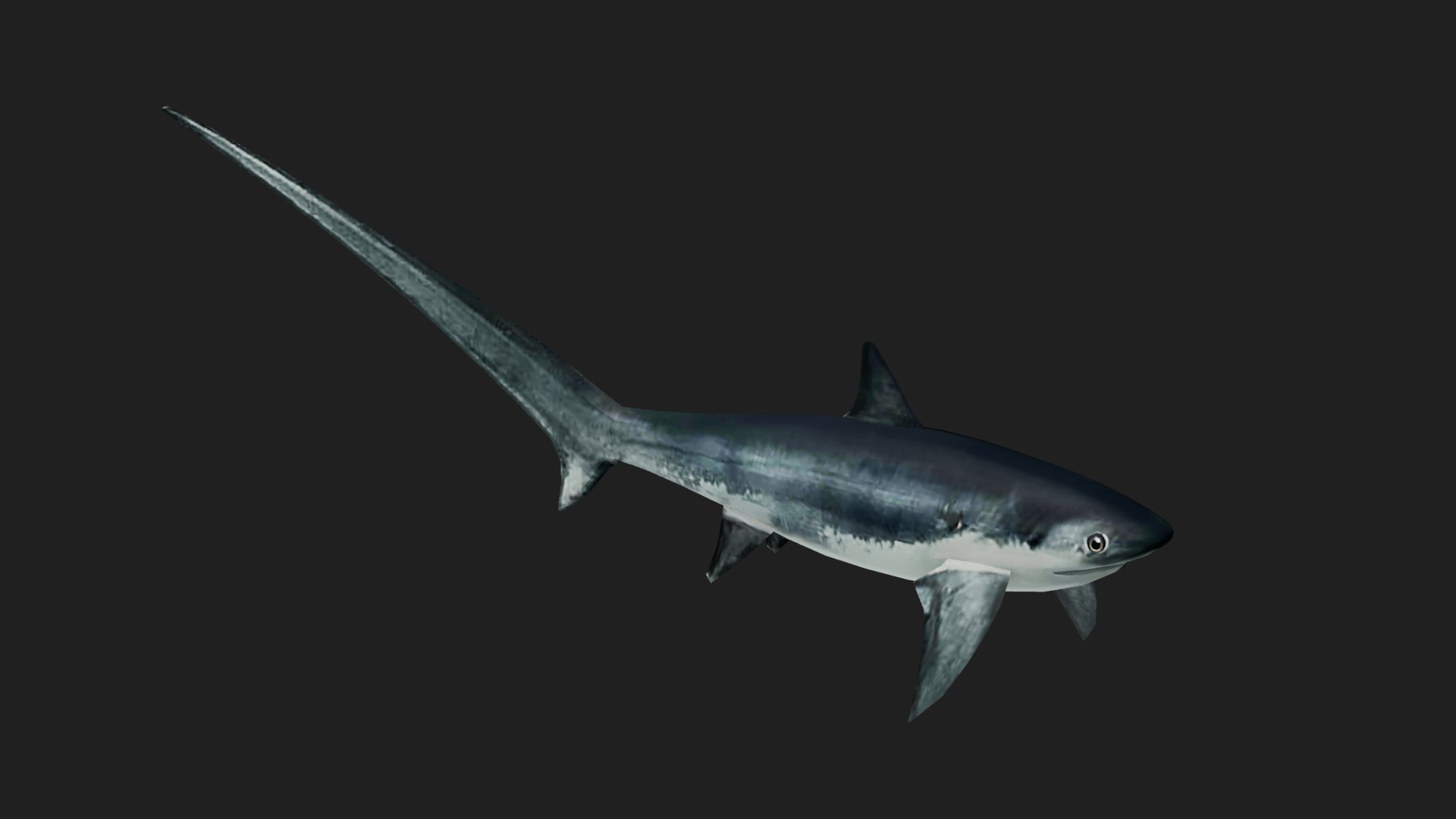 Shark model - TurboSquid 2121562