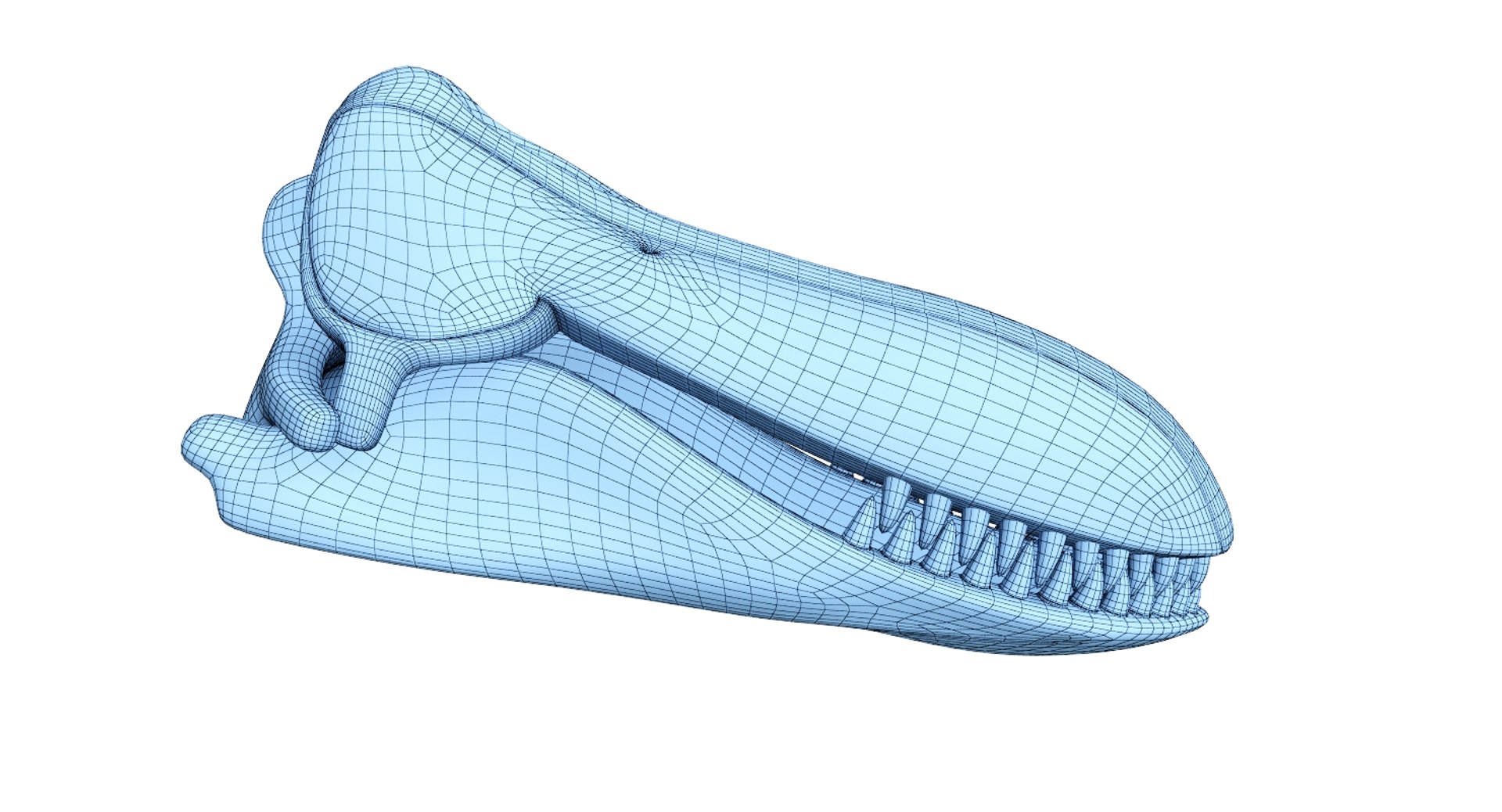 Killer Orca Skull 3D - TurboSquid 1348709