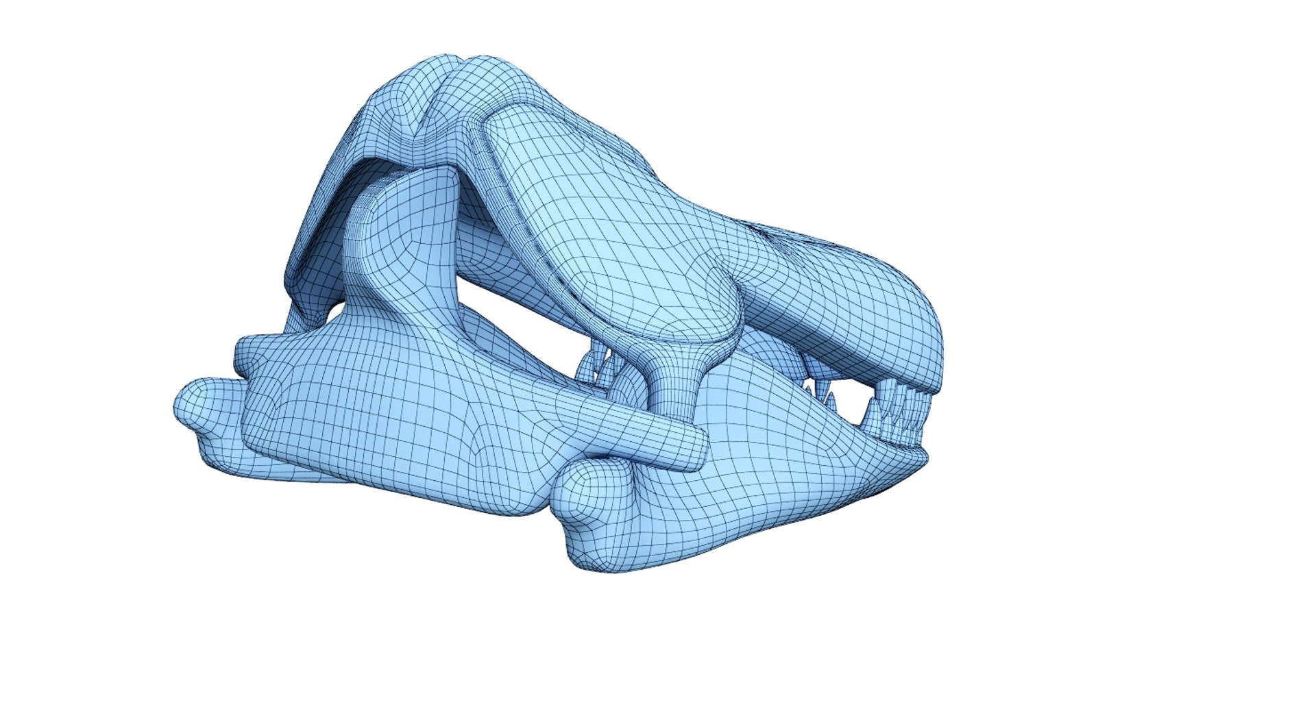 Killer Orca Skull 3D - TurboSquid 1348709